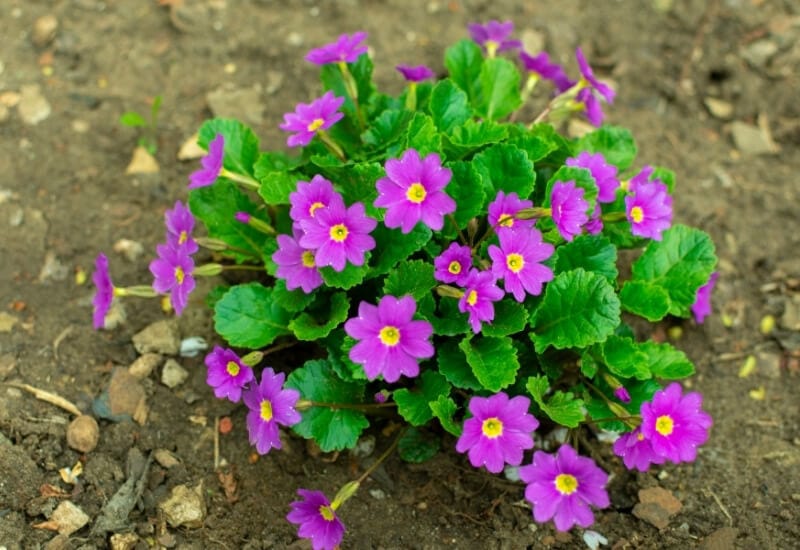 21 Best Early Spring Blooming Flowers For Your Garden