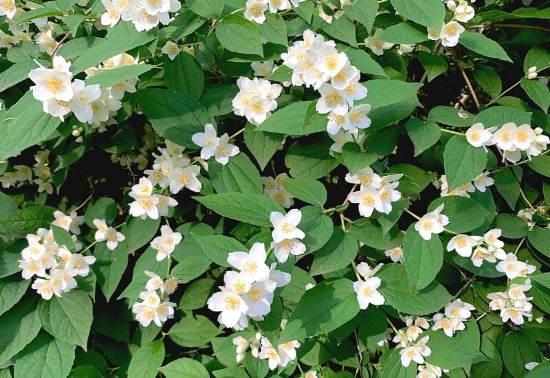 21 Best Early Spring Blooming Flowers For Your Garden