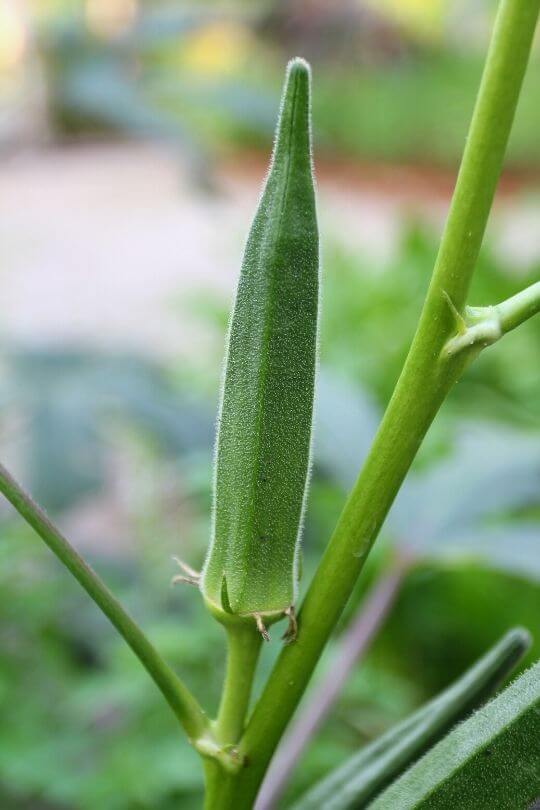 19 Best Okra Varieties To Grow In Your Garden Or Container