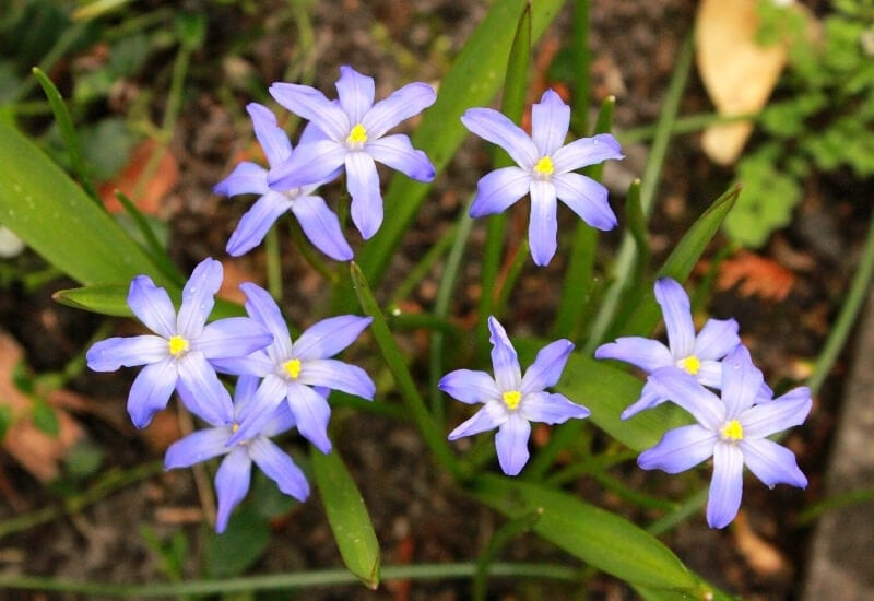 21 Best Early Spring Blooming Flowers For Your Garden