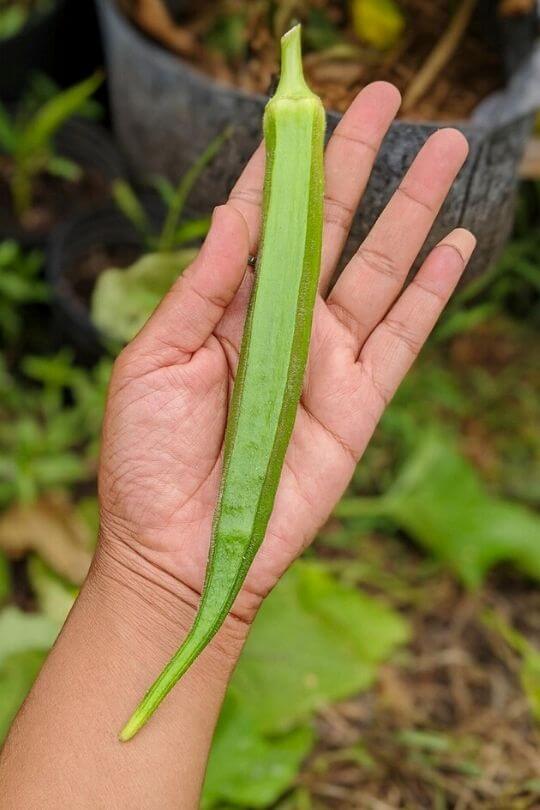 19 Best Okra Varieties To Grow In Your Garden Or Container