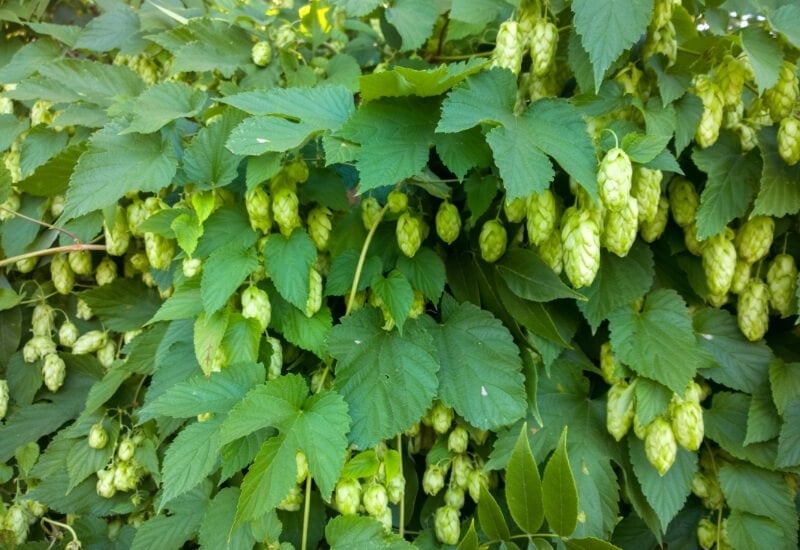 A Beginner's Guide On Growing Hops In Containers - Gardening Chores