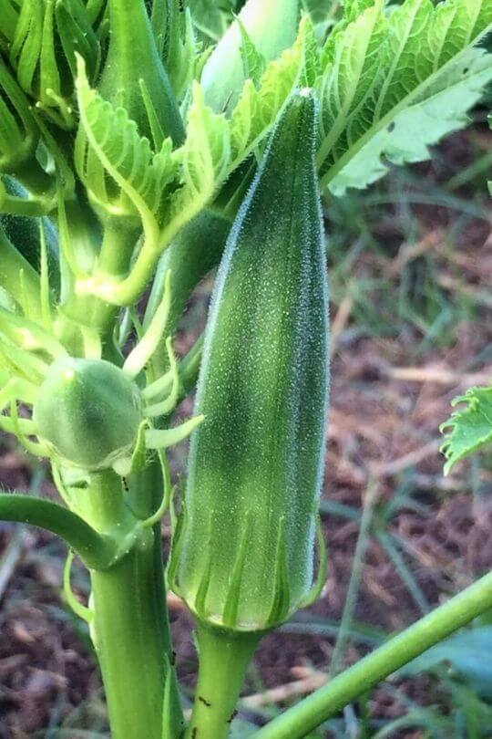 19 Best Okra Varieties To Grow In Your Garden Or Container