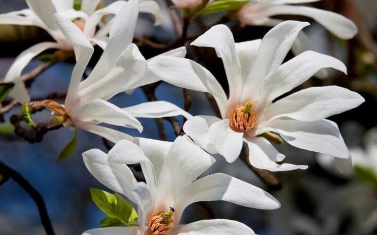 20 Types Of Magnolia Trees & How To Plant And Care For Them