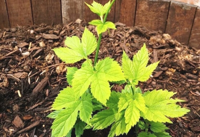 A Beginner's Guide On Growing Hops In Containers - Gardening Chores