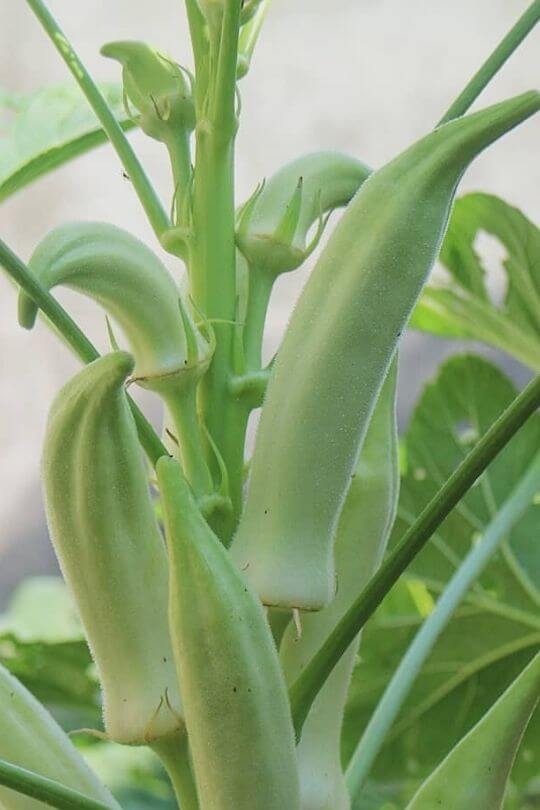 19 Best Okra Varieties To Grow In Your Garden Or Container