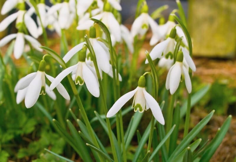 21 Best Early Spring Blooming Flowers For Your Garden