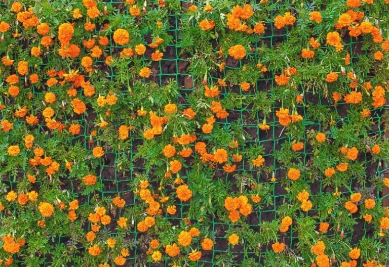 15 Beautiful & Fast-Growing Annual Climbers To Grow
