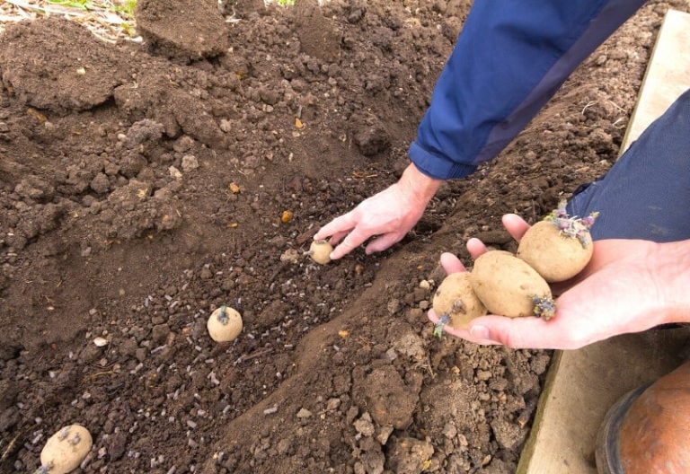 How Deep To Plant Potatoes in Trenches, Garden Bed, & Containers