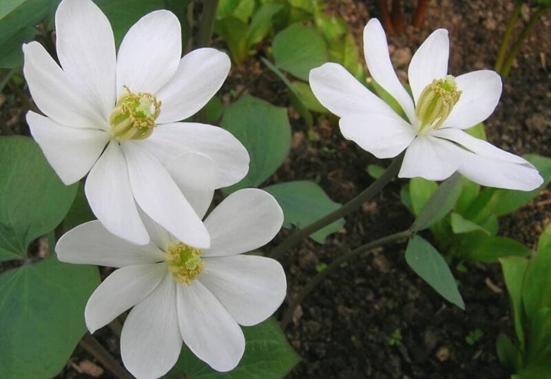 21 Best Early Spring Blooming Flowers For Your Garden