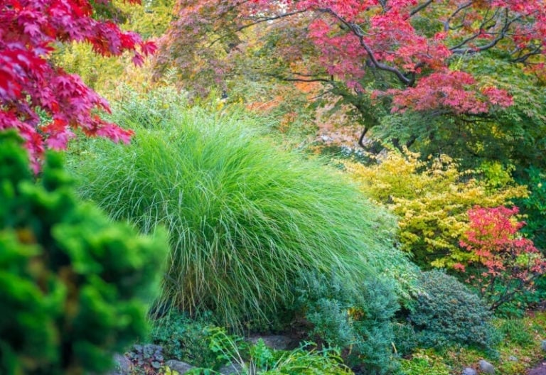 12 Traditional Japanese Garden Plants & Flowers - Gardening Chores
