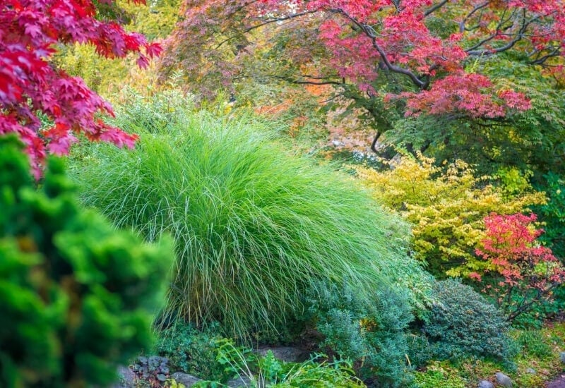 12 Traditional Japanese Garden Plants & Flowers - Gardening Chores