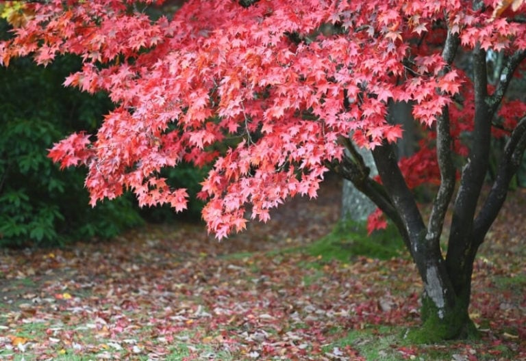 12 Traditional Japanese Garden Plants & Flowers - Gardening Chores