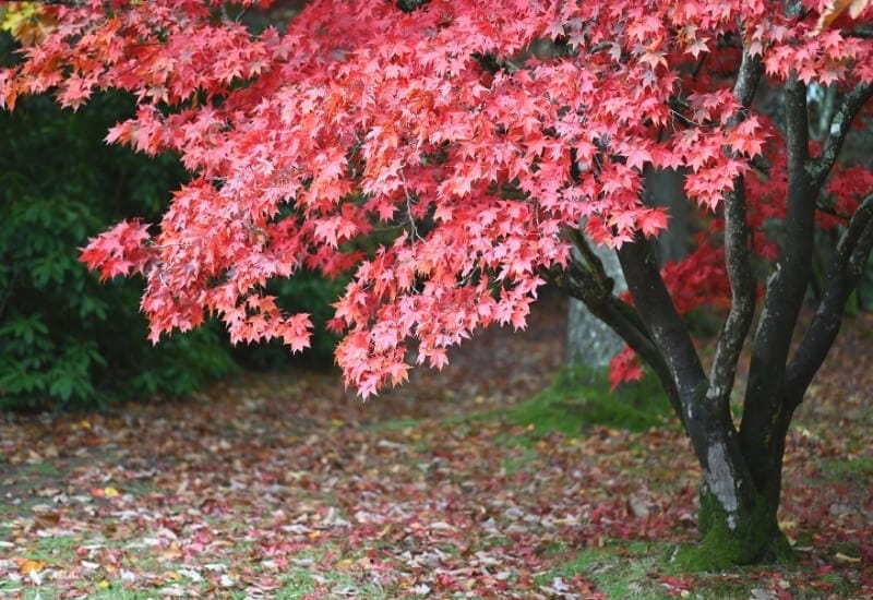 12 Traditional Japanese Garden Plants & Flowers - Gardening Chores