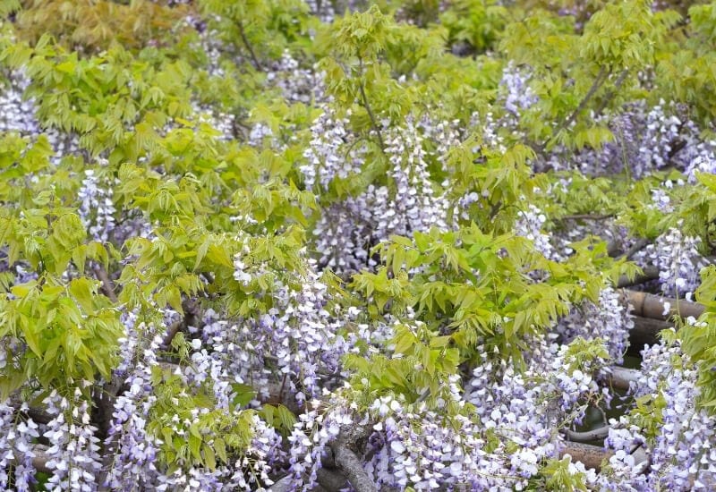 12 Traditional Japanese Garden Plants & Flowers - Gardening Chores