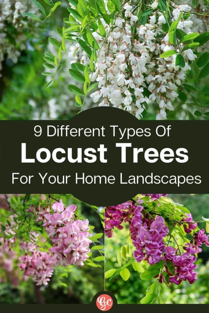 Locust Trees: 9 Best Varieties With Picture & Identification Guide