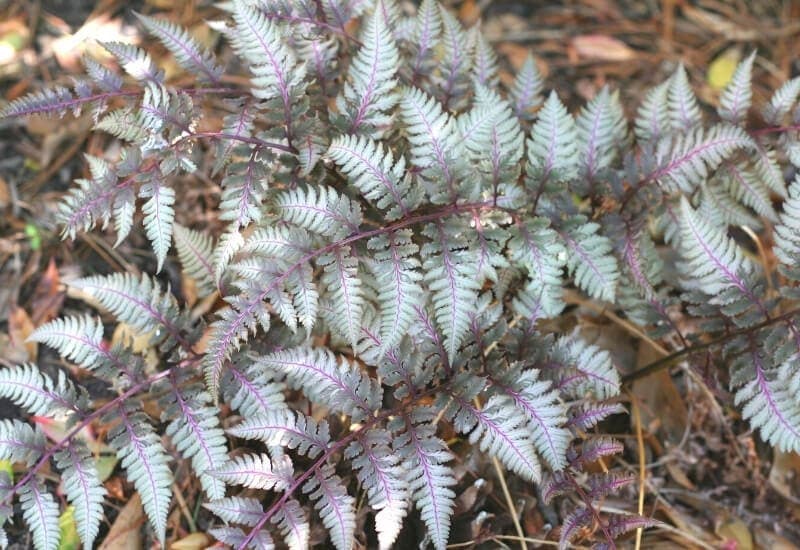 12 Traditional Japanese Garden Plants & Flowers - Gardening Chores