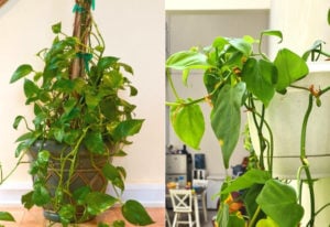 Pothos Vs Philodendron: Knowing The Differences - Gardening Chores
