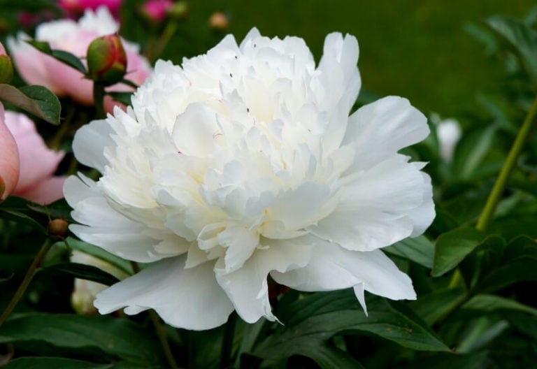 Types Of Peonies: 12 Gorgeous Varieties For Spring Color In The Garden