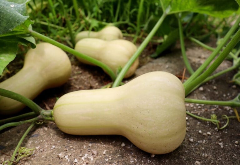 Types Of Squash: 23 Best Squash Varieties To Grow in Gardens
