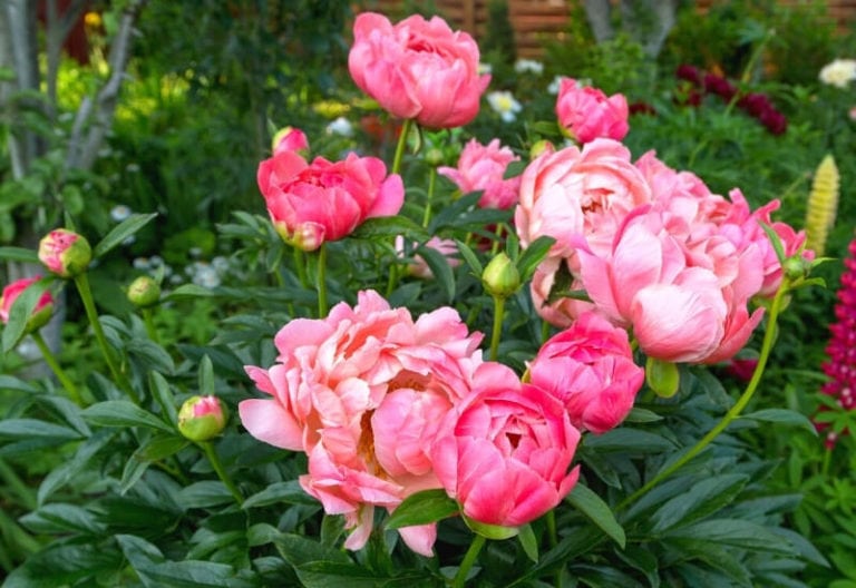Types Of Peonies: 12 Gorgeous Varieties For Spring Color In The Garden