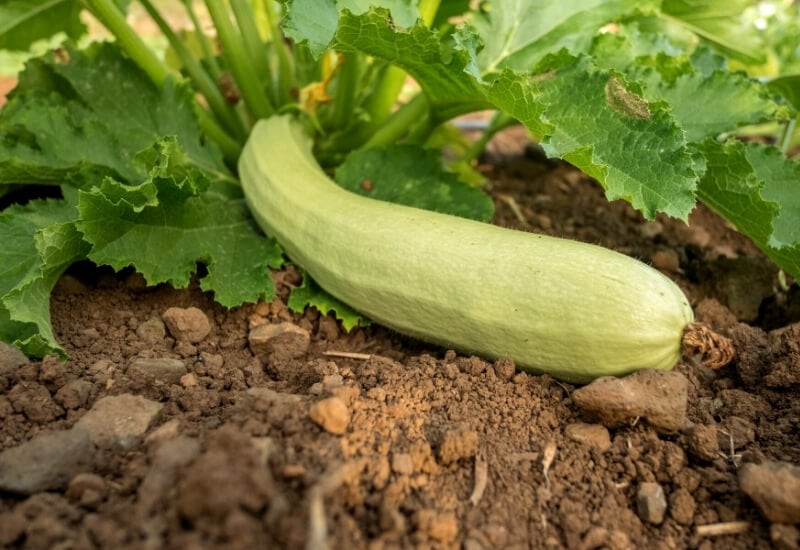 Types Of Squash: 23 Best Squash Varieties To Grow in Gardens