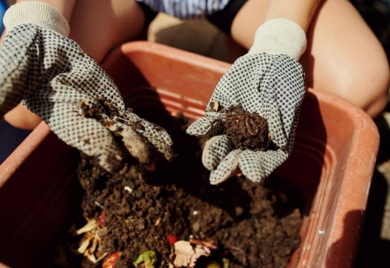 Foxtail Fern Care: Tips For Growing Asparagus Densiflorus Ferns