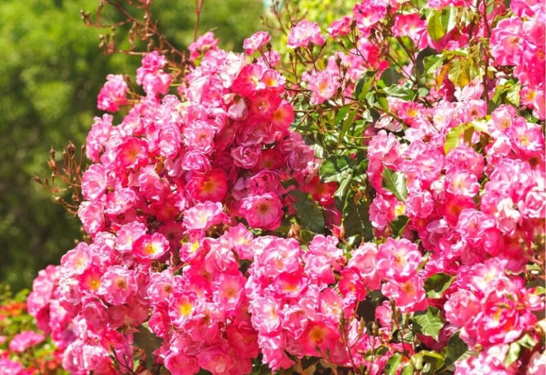 Types Of Roses: 30 Gorgeous Rose Varieties For Your Garden