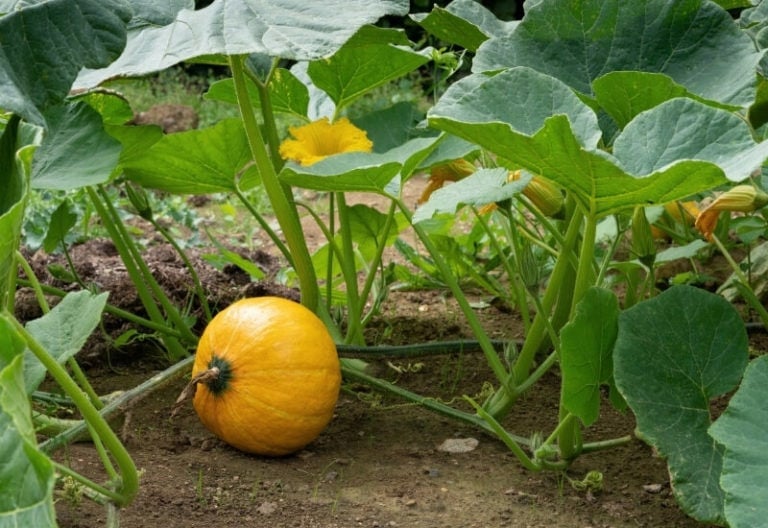 Types Of Squash: 23 Best Squash Varieties To Grow in Gardens