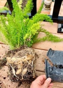Foxtail Fern Care: Tips For Growing Asparagus Densiflorus Ferns