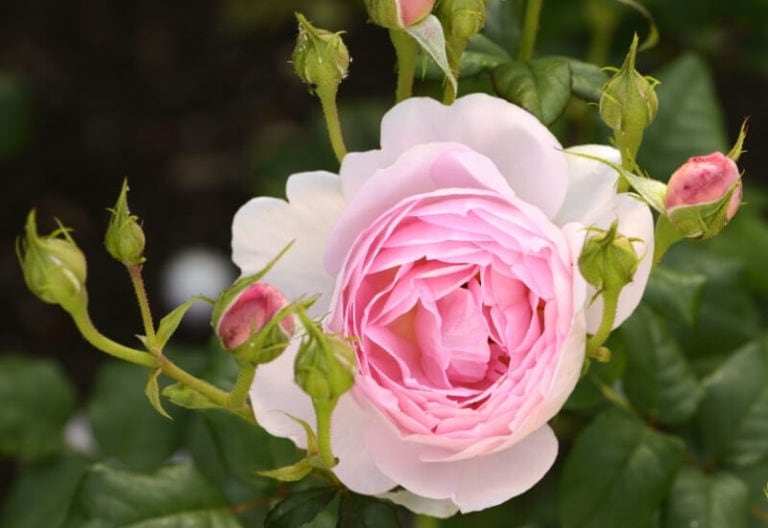 Types Of Roses: 30 Gorgeous Rose Varieties For Your Garden