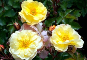Types Of Roses: 30 Gorgeous Rose Varieties For Your Garden