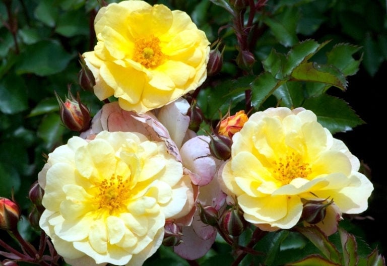 Types Of Roses: 30 Gorgeous Rose Varieties For Your Garden