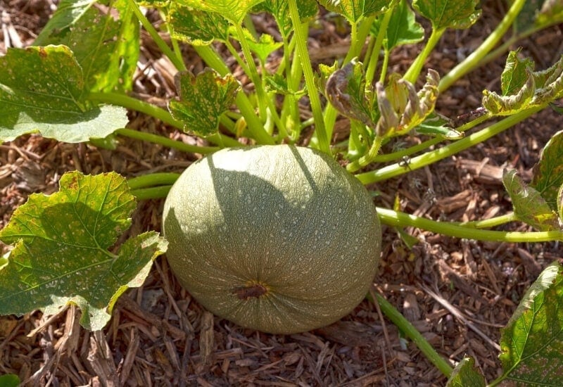 Types Of Squash: 23 Best Squash Varieties To Grow in Gardens