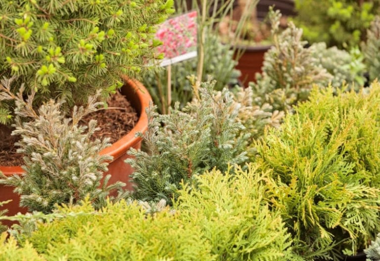 15 Dwarf Evergreen Shrubs For Small Gardens & Landscapes