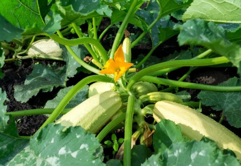 Types Of Squash: 23 Best Squash Varieties To Grow in Gardens