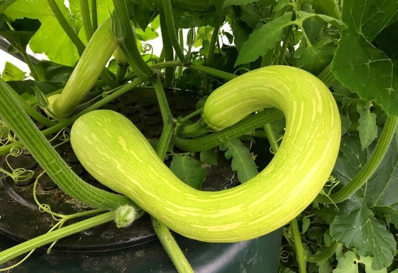 Types Of Squash: 23 Best Squash Varieties To Grow in Gardens