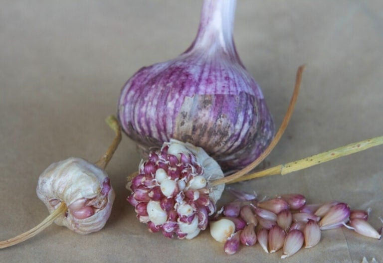 12 Types Of Garlic You Can Grow In Your Vegetable Garden