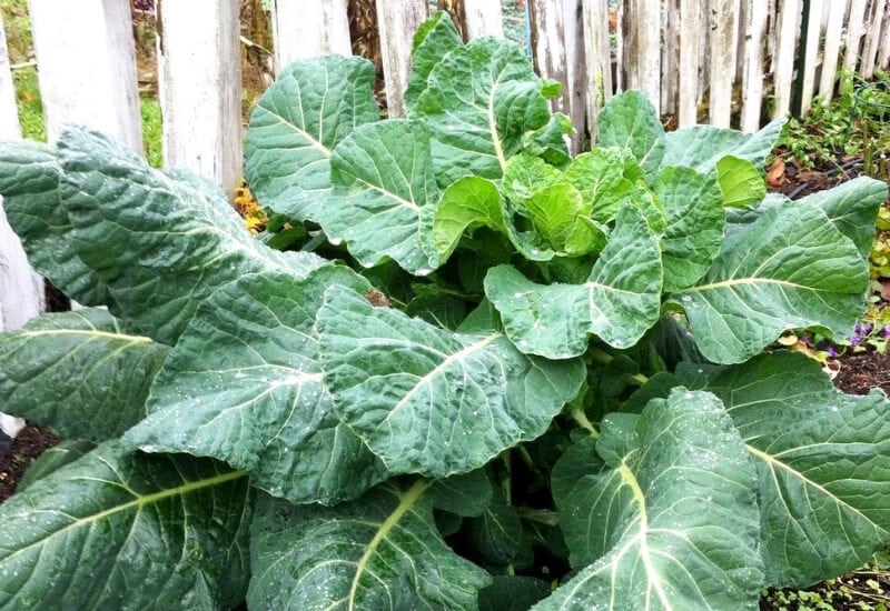 Types Of Kale: 11 Must-Grow Varieties You'll Crave in Your Garden