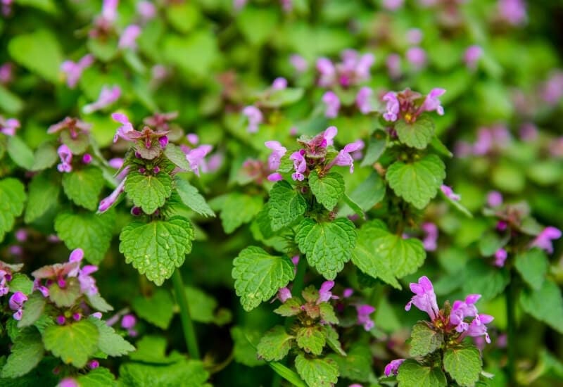30 Flowering Ground Covers For Adding Color To Your Landscape