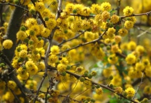 20 Rarest Flowers In The World And Where To Find Them