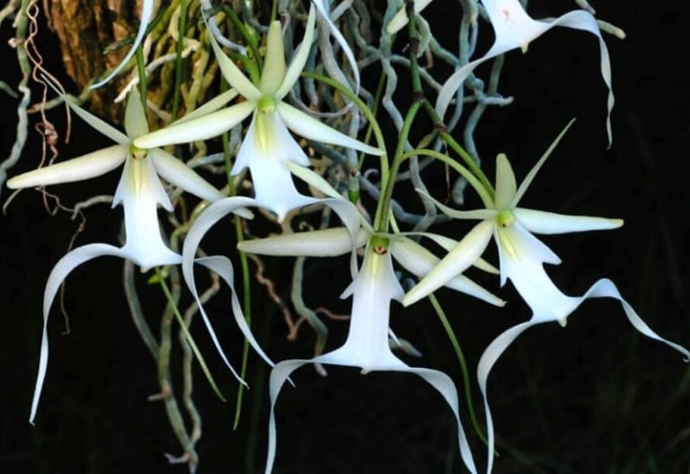 20 Rarest Flowers In The World And Where To Find Them