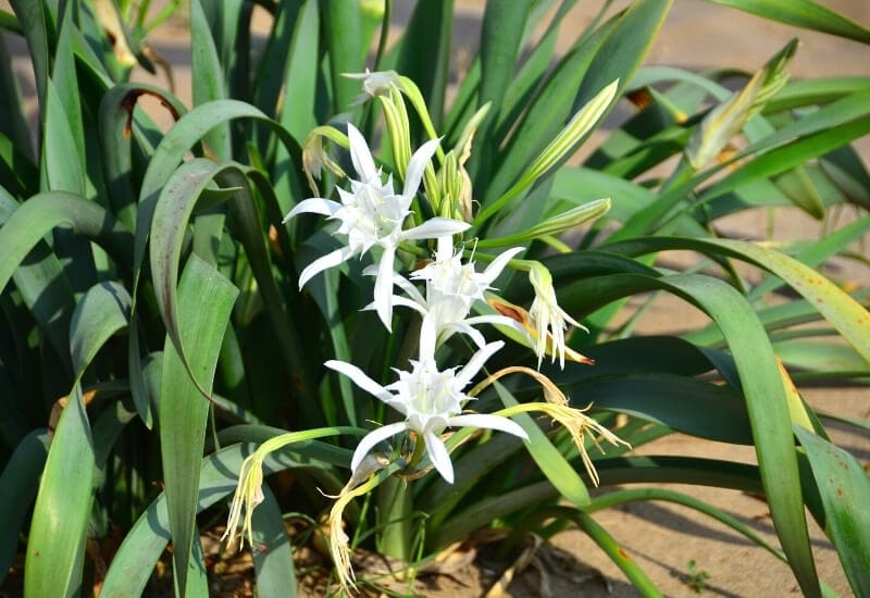 20 Rarest Flowers In The World And Where To Find Them