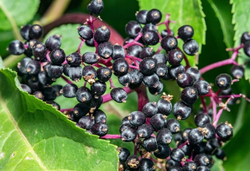 14 Best Elderberry Bush Varieties To Grow In Your Landscape