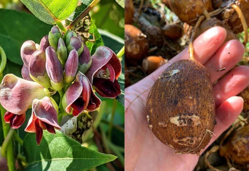 17 Edible Perennial Vegetables To Plant Once & Grow Forever