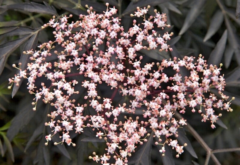 14 Best Elderberry Bush Varieties To Grow In Your Landscape