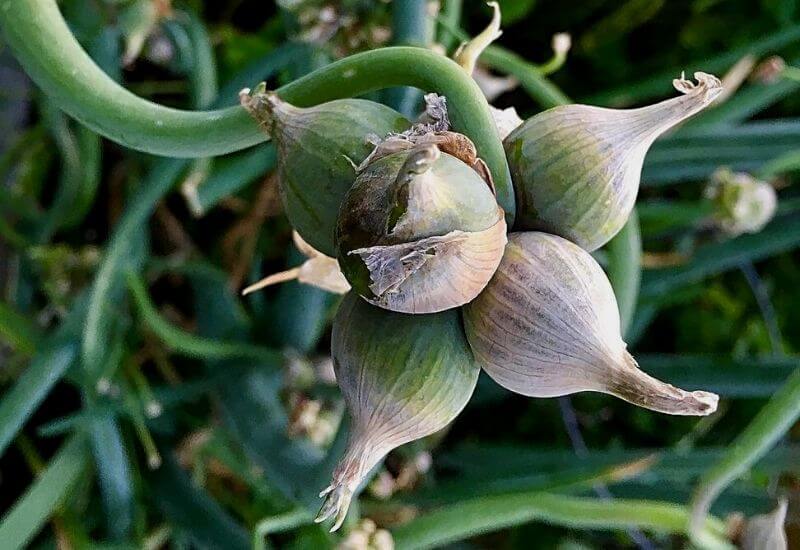 17 Edible Perennial Vegetables To Plant Once & Grow Forever