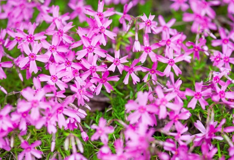 30 Flowering Ground Covers For Adding Color To Your Landscape