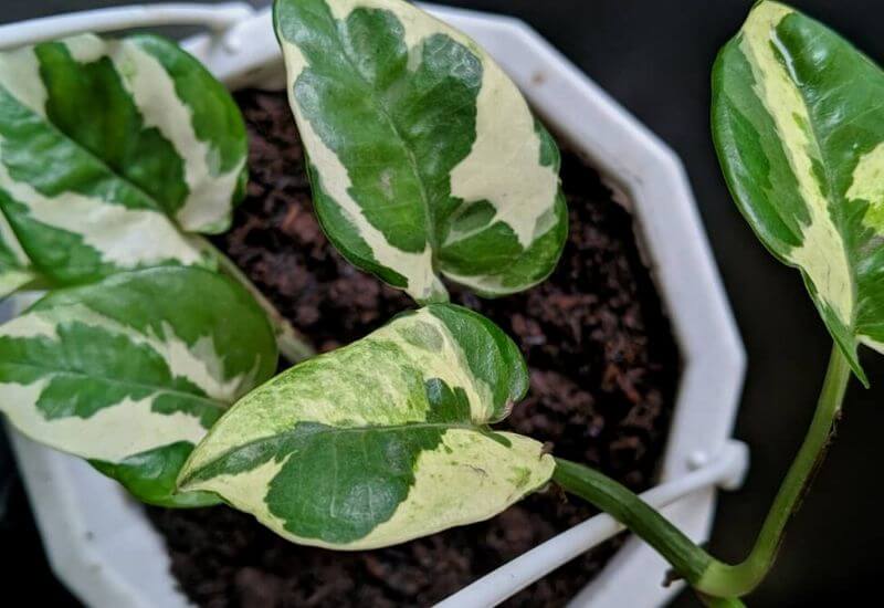 Types Of Pothos: 12 Recommended Varieties To Grow Indoors