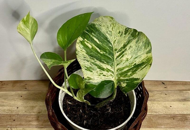 Golden Pothos Plant Care Card Template, Devil's Ivy Plant Tag, How to ...